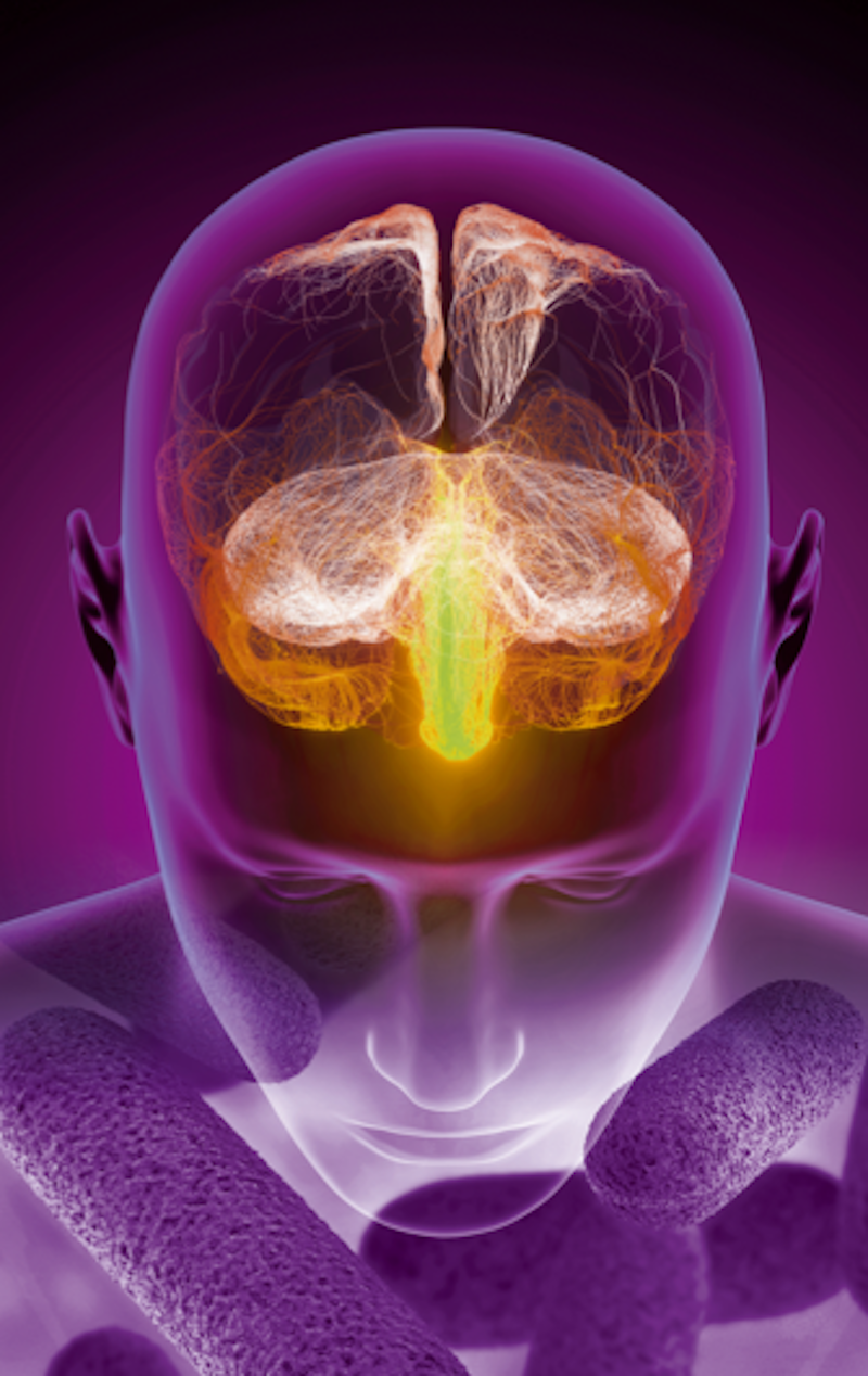 Lien confirmé entre la maladie d'Alzheimer et le microbiote intestinal ...